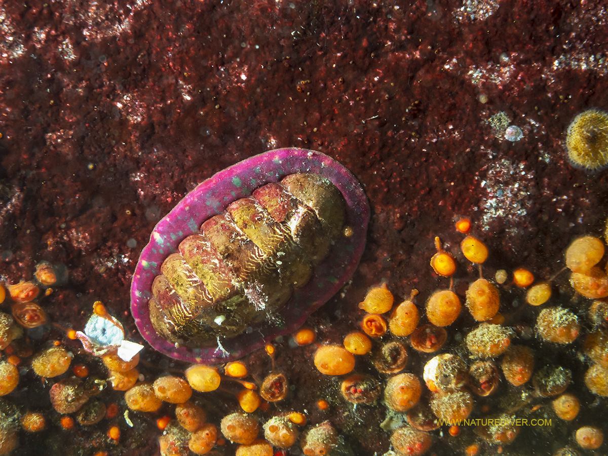 Lined Chiton (Tonicella lineata)2